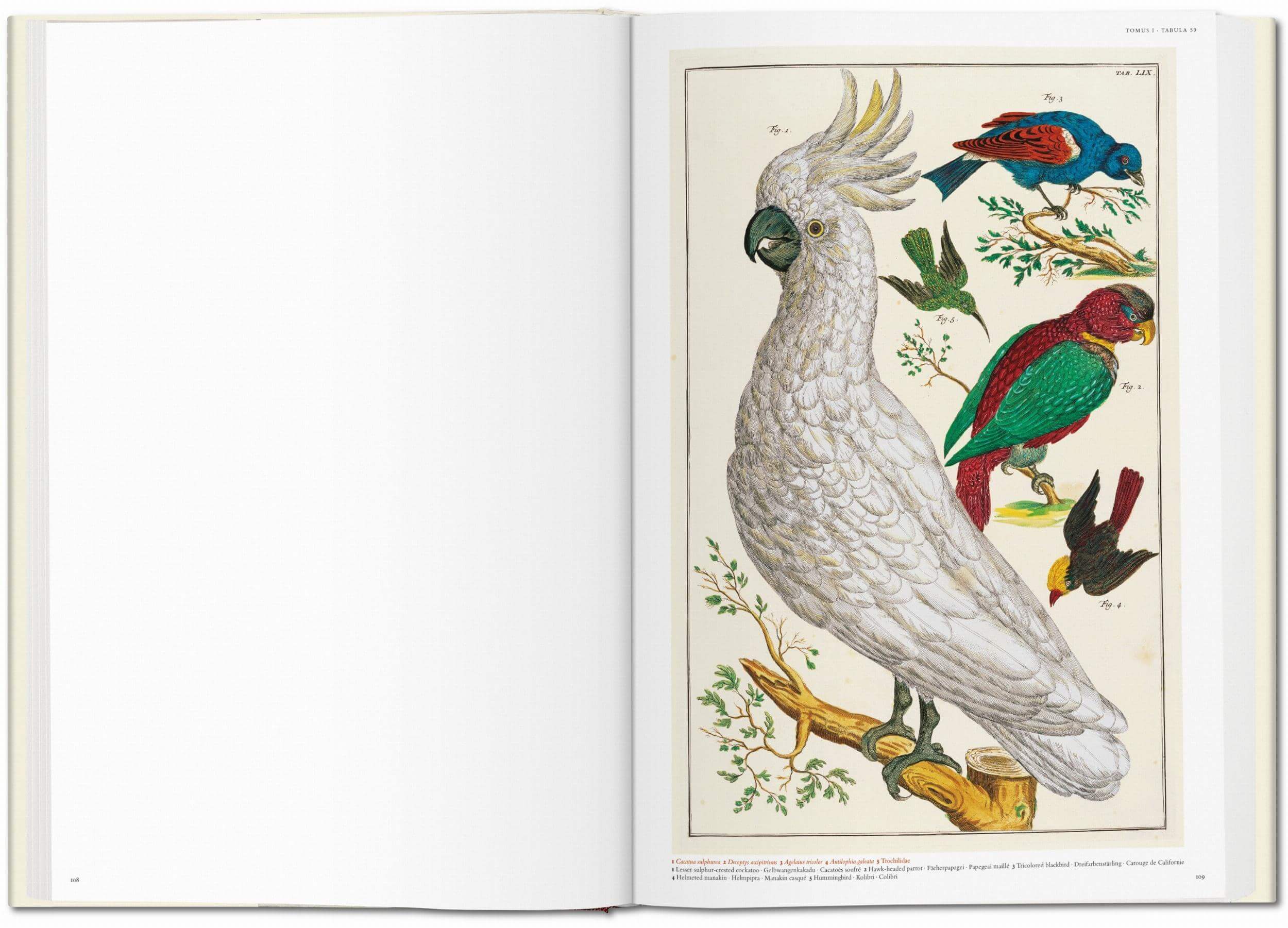 Seba. Cabinet of Natural Curiosities (XL) - EArt Galeri